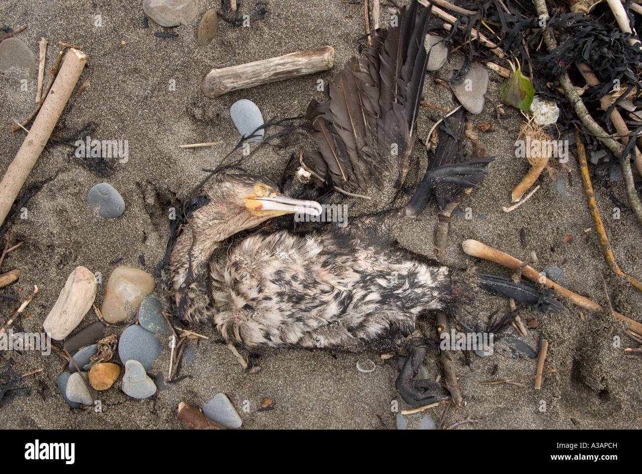 Strand line bird uk hi-res stock photography and images - Alamy