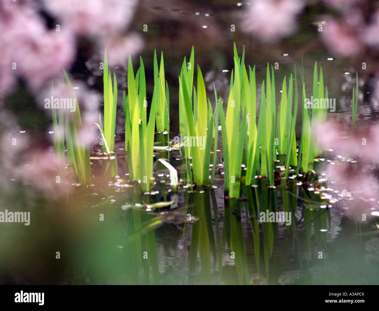 grass reed in water cherry tree blossom Kyoto Japan Asia Stock Photo ...
