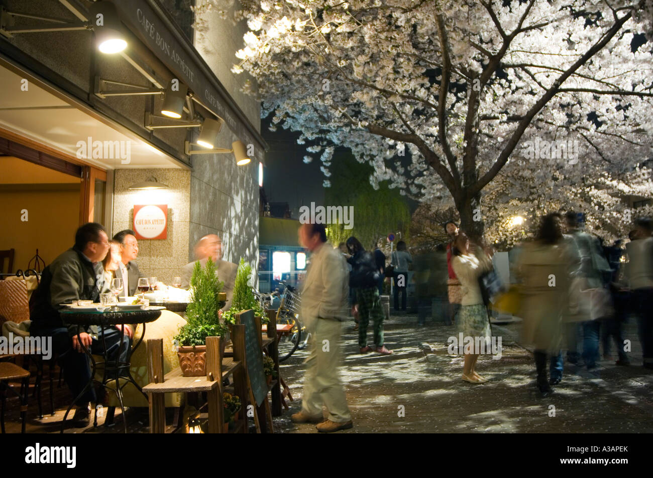 open street cafe restaurant spring cherry tree blossom Kyoto Japan Asia ...