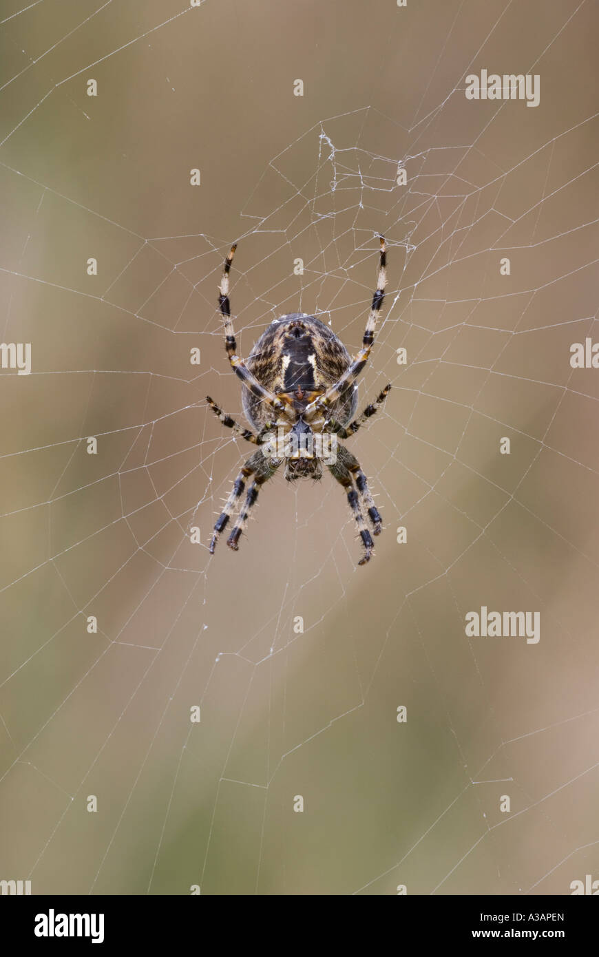 Garden spider Araneus diadematus, Wales, Wales, UK Stock Photo - Alamy