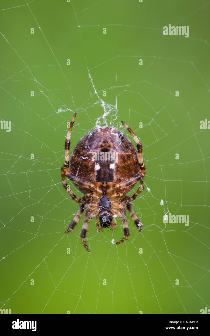 Garden spider Araneus diadematus, Wales, UK Stock Photo - Alamy