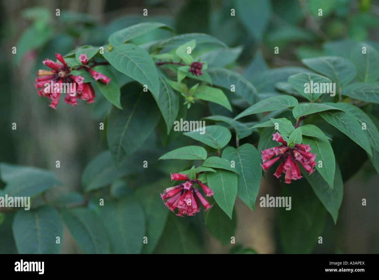 Cestrum elegans hi-res stock photography and images - Alamy