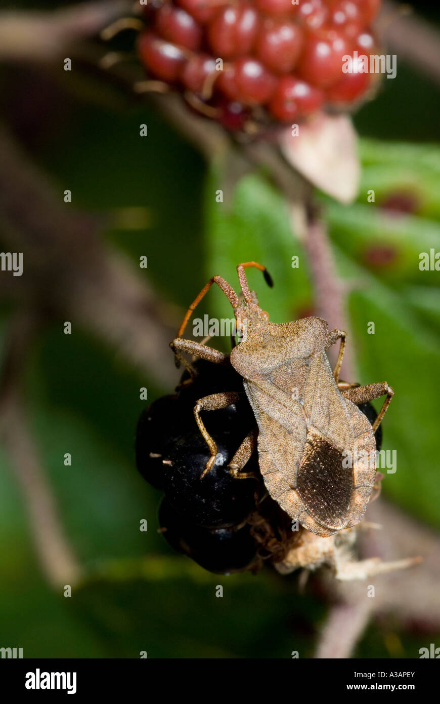 Heteropteran hi-res stock photography and images - Alamy