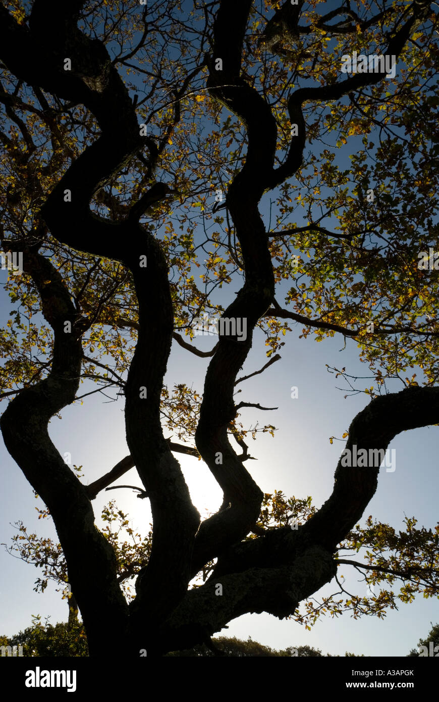 Twisted Oak stems, Quercus petraea, Wales, UK Stock Photo - Alamy
