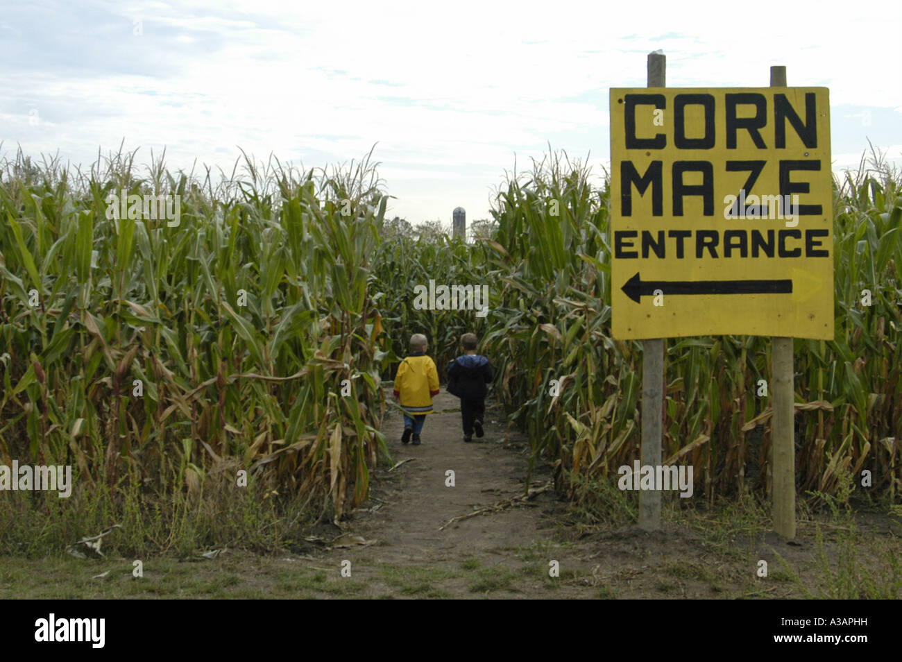 P26 093 corn field maze hi-res stock photography and images - Alamy