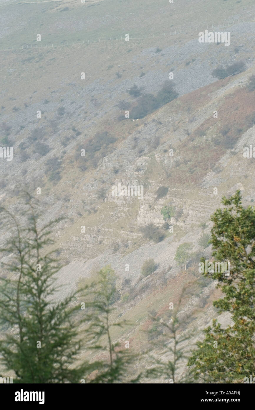Leys whitebeam hi-res stock photography and images - Alamy