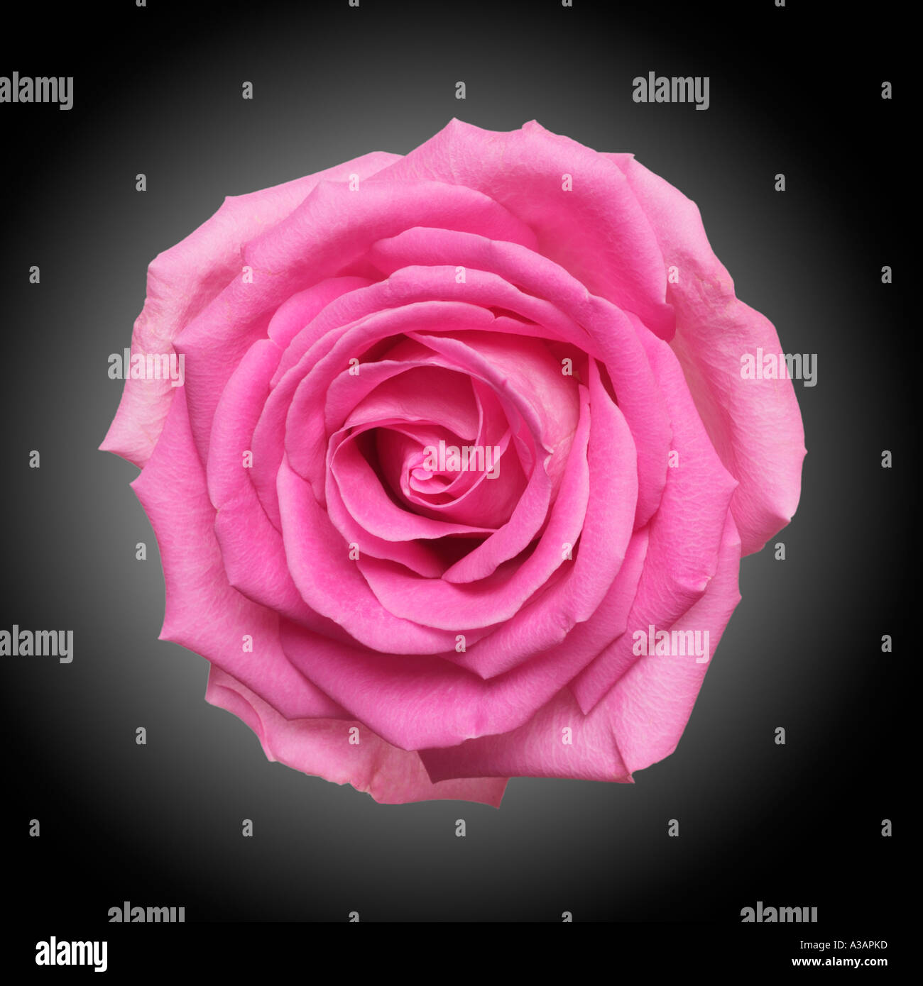 Single stem red pink rose head bloom bud open petal overhead black ...