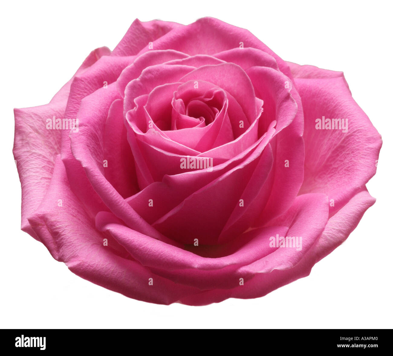 Single stem red pink rose head bloom bud open petal overhead side on ...