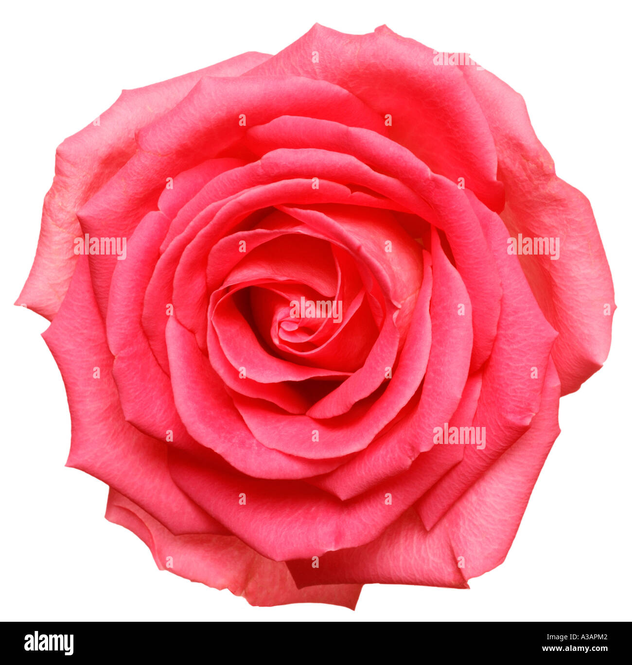 Single stem red pink rose head bloom bud open petal overhead Stock ...