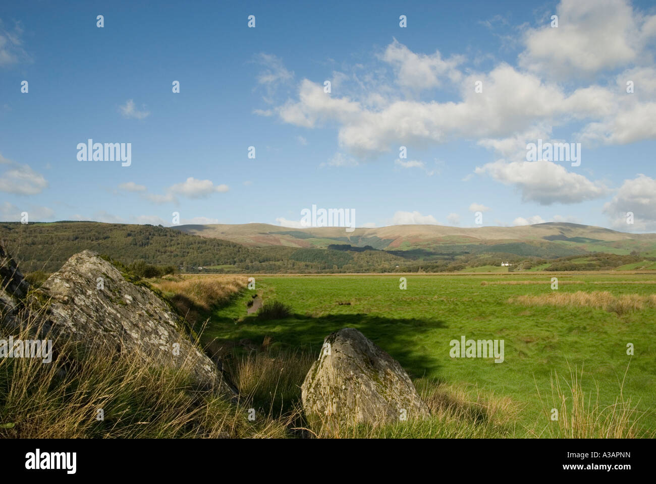 Saltmarsh in the Dyfi Valley at Ynys hir RSPB Reserve, Wales, UK Stock ...