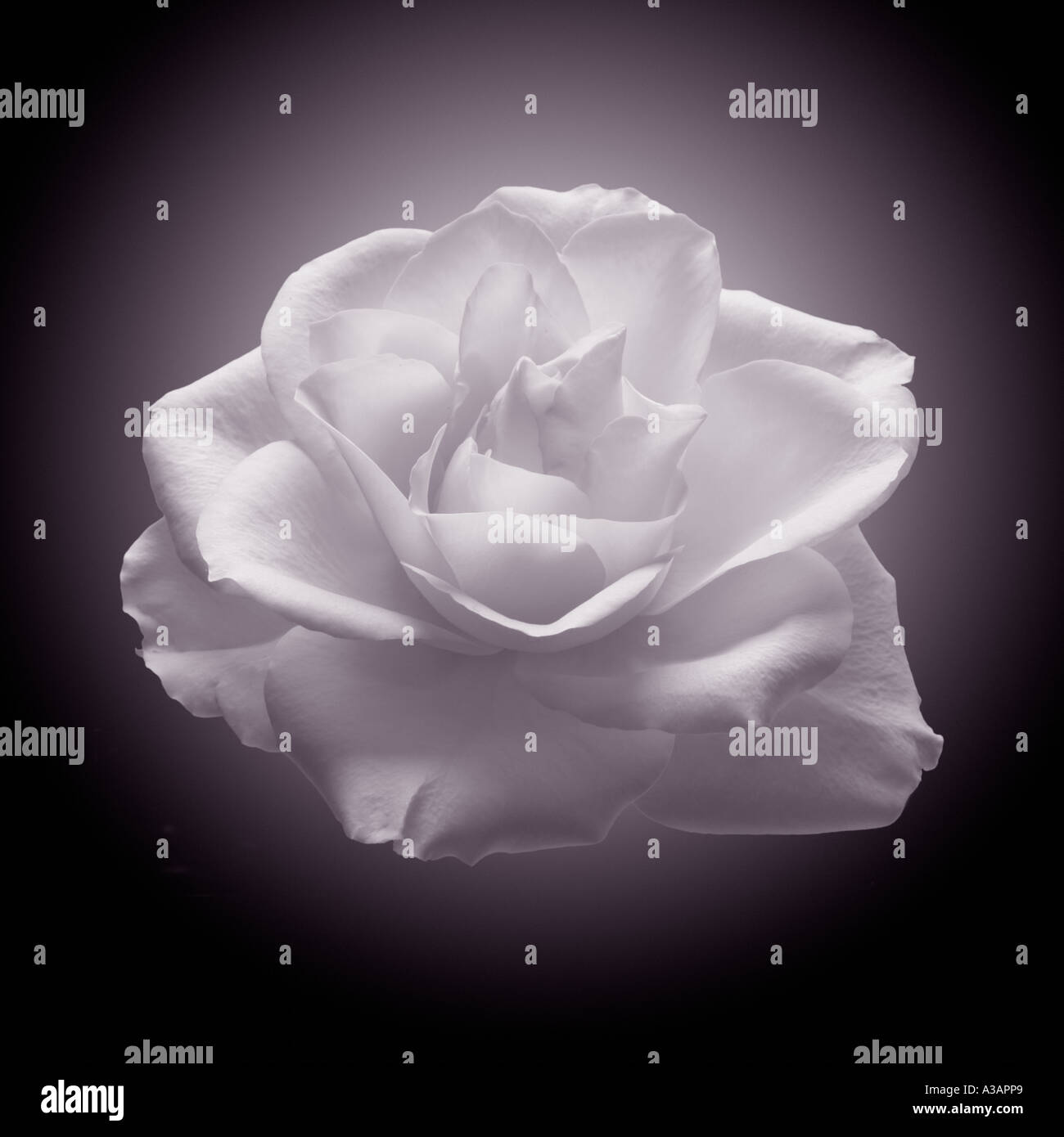 Single stem white rose head bloom bud open petal overhead side on three ...