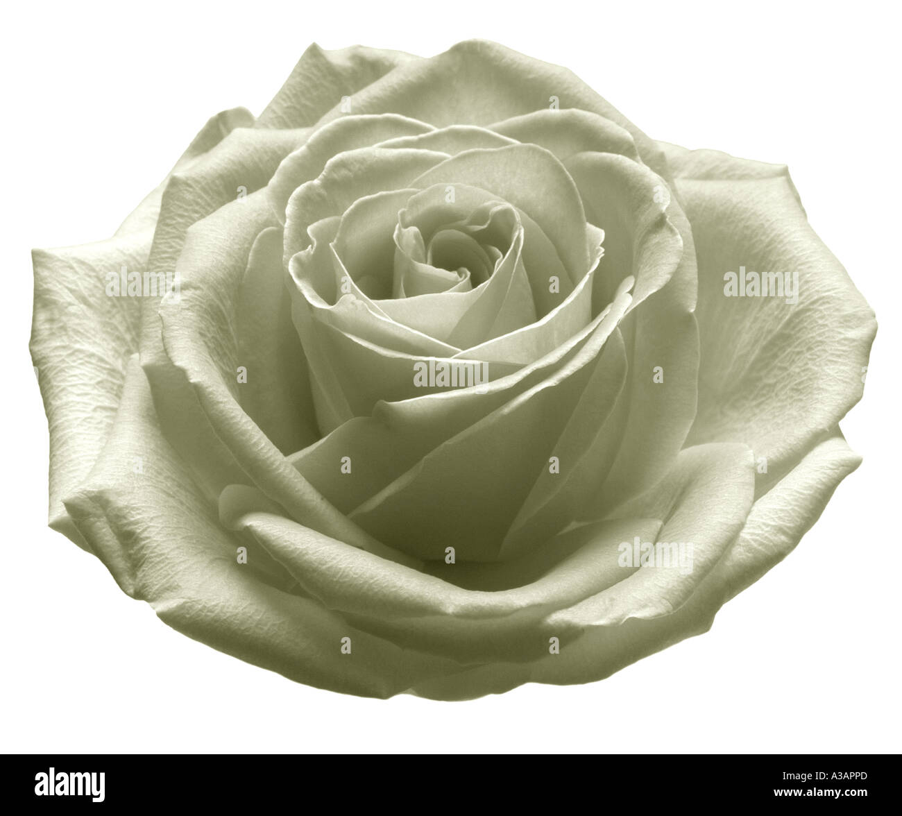 Single stem white rose head bloom bud open petal overhead side on three ...