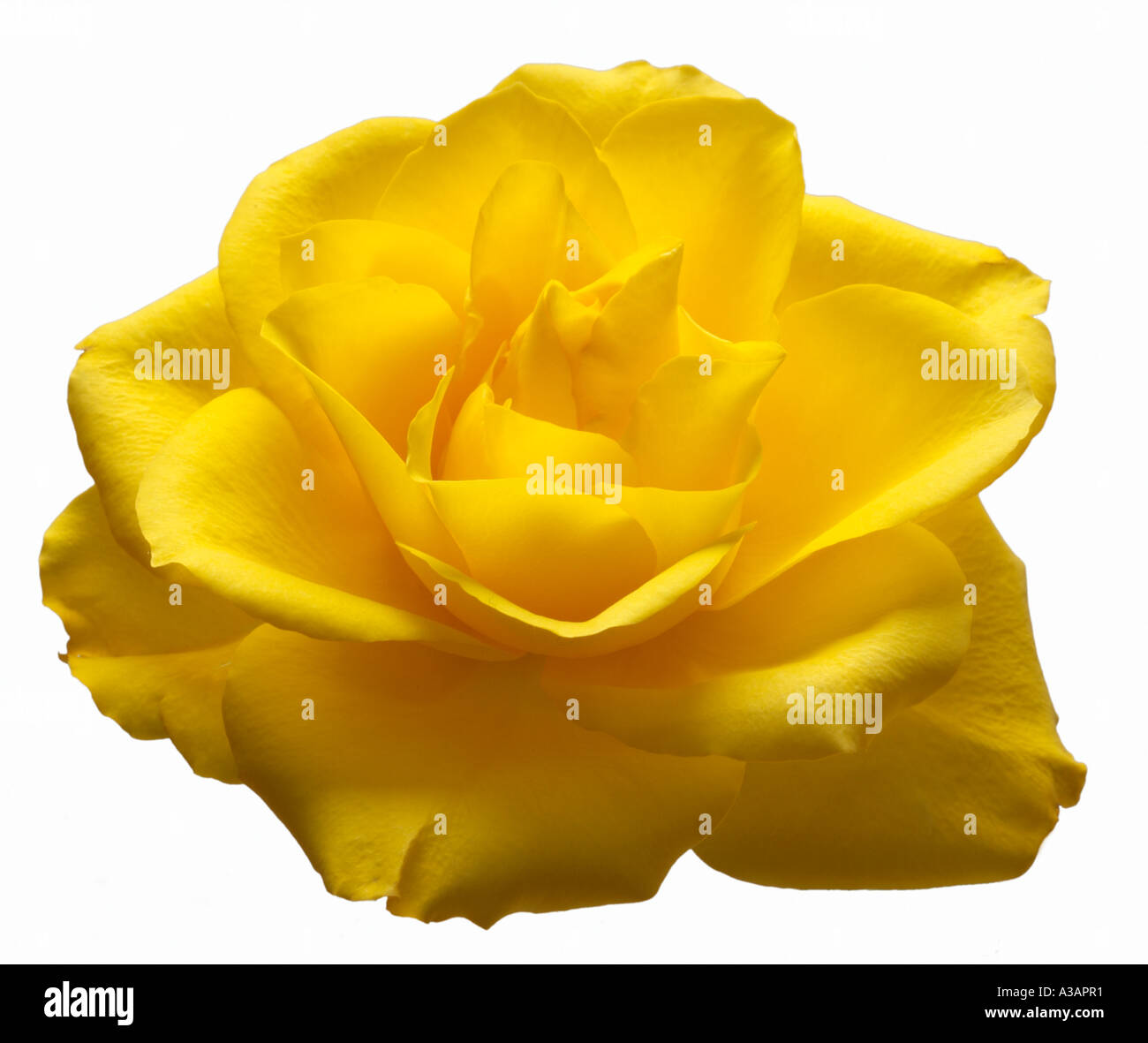 Single stem yellow rose head bloom bud open petal overhead side on ...
