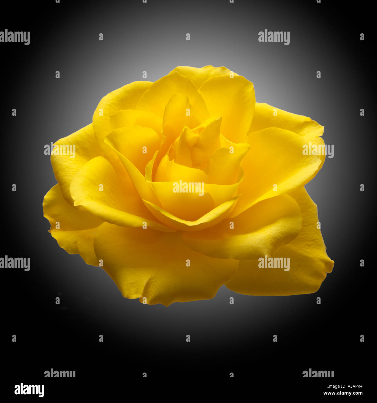 Stock area Cut Out Stock Images & Pictures - Alamy