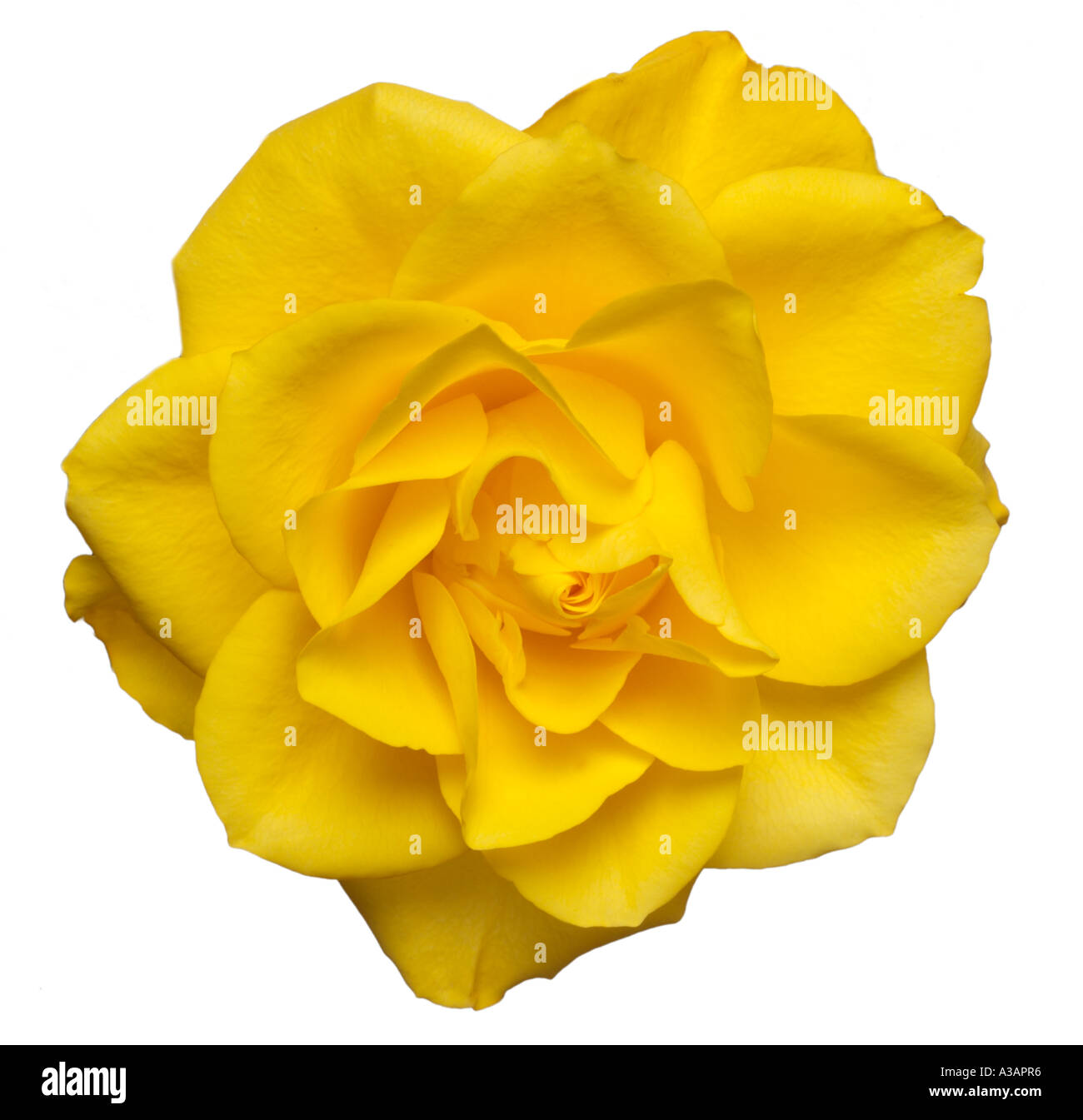 Single stem yellow rose head bloom bud open petal overhead straight on ...