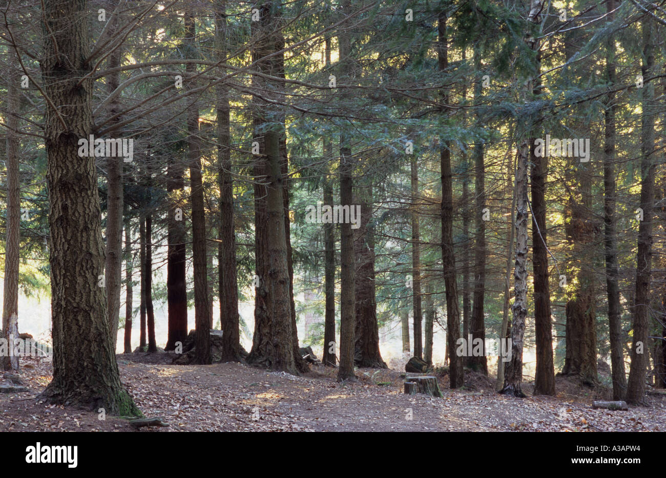 New Forest National Park Evergreen Tree Enclosure Stock Photo - Alamy