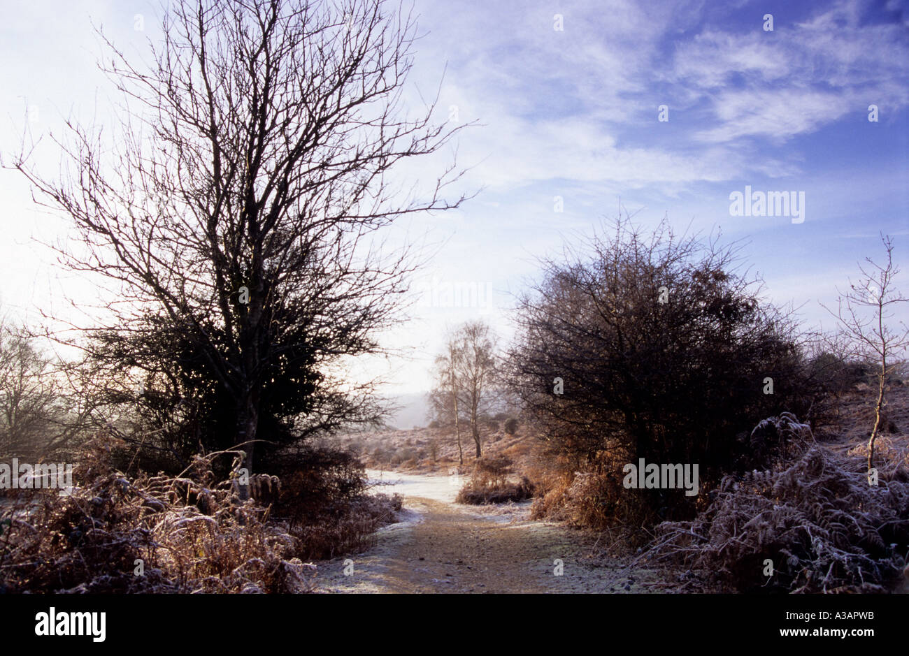 Winter scene in the New Forest National Park Stock Photo - Alamy