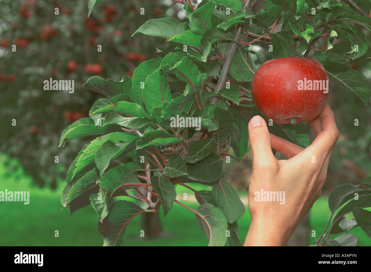 Apple pick hi-res stock photography and images - Alamy