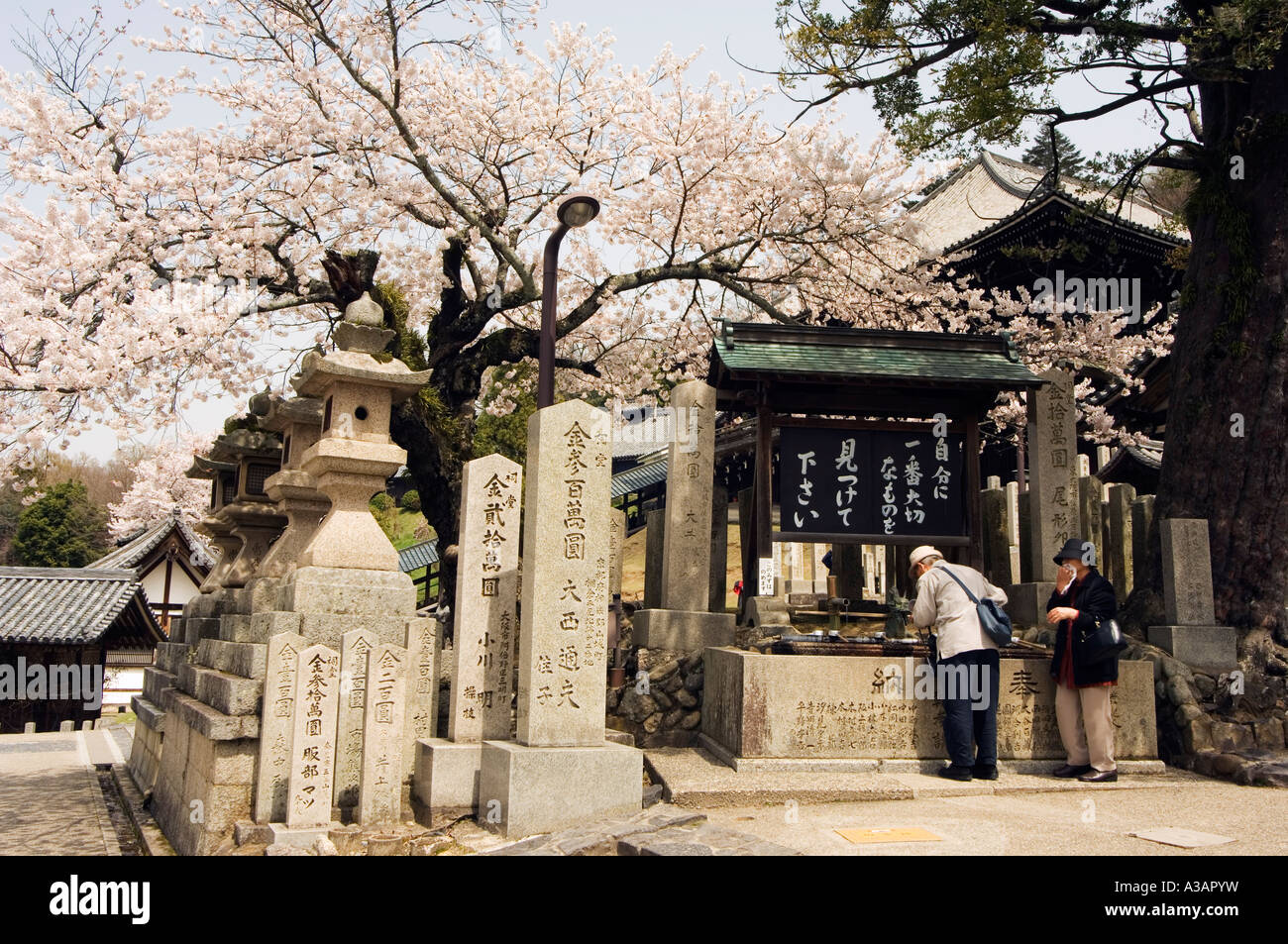spring cherry trees Todaiji temple complex Nara Japan Asia Stock Photo ...
