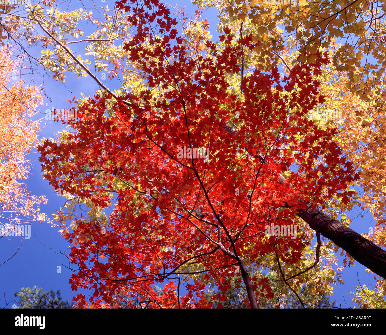Looking skyward through tree branches to colorful fall foliage in New ...