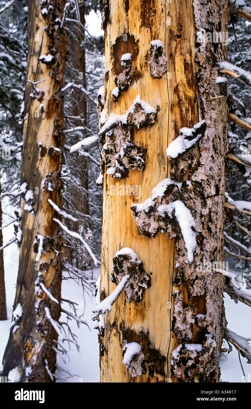 Ponderosa Pines In Snow High Resolution Stock Photography and Images ...