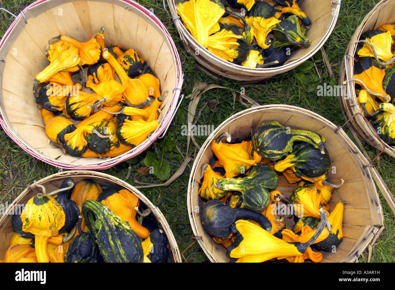 P5 036 Harvest Squash baskets Stock Photo - Alamy