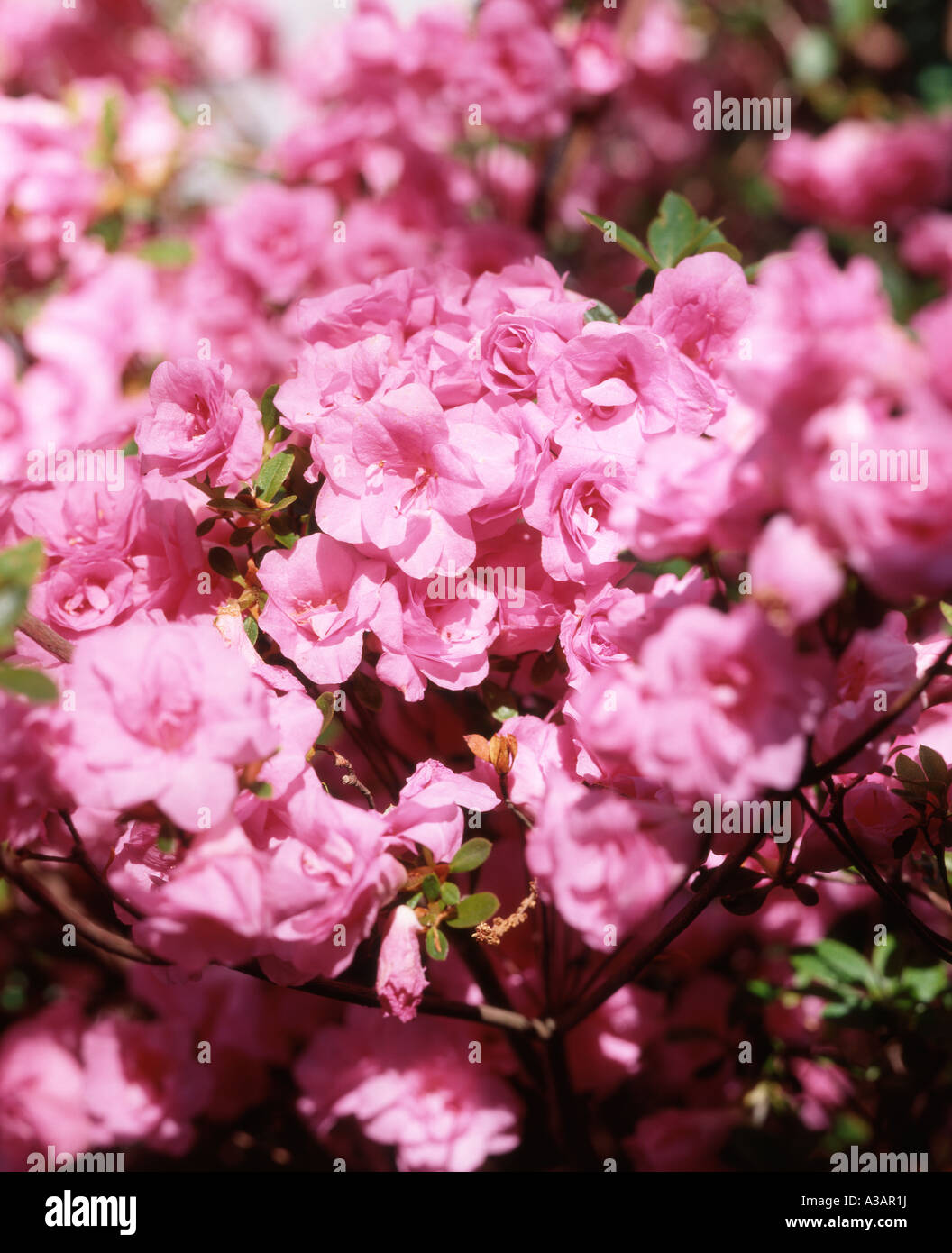 Azaleas blooms flowering shrubs hi-res stock photography and images - Alamy