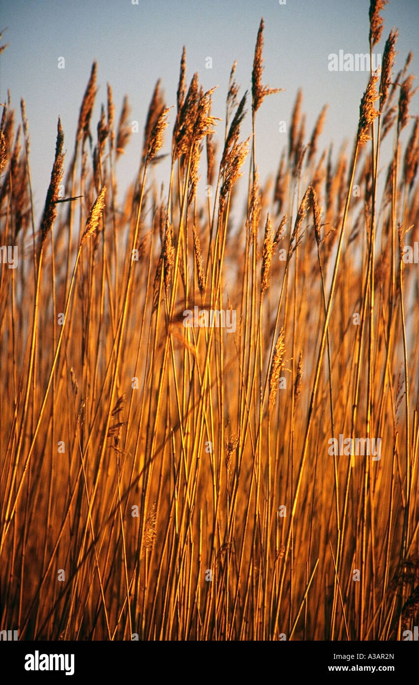 Norfolk reeds in winter Stock Photo - Alamy
