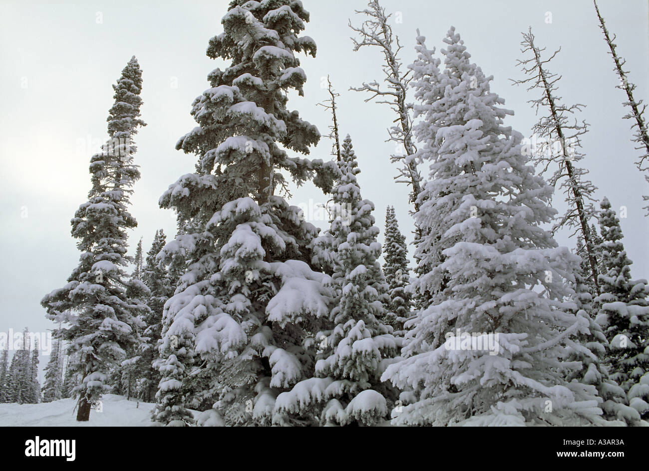 Ponderosa Pines In Snow High Resolution Stock Photography and Images ...