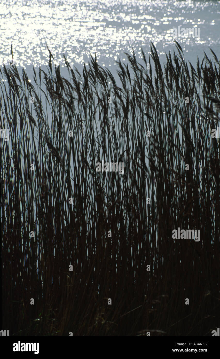 Backlit Norfolk reeds and water near Cley-next-the-sea Stock Photo - Alamy