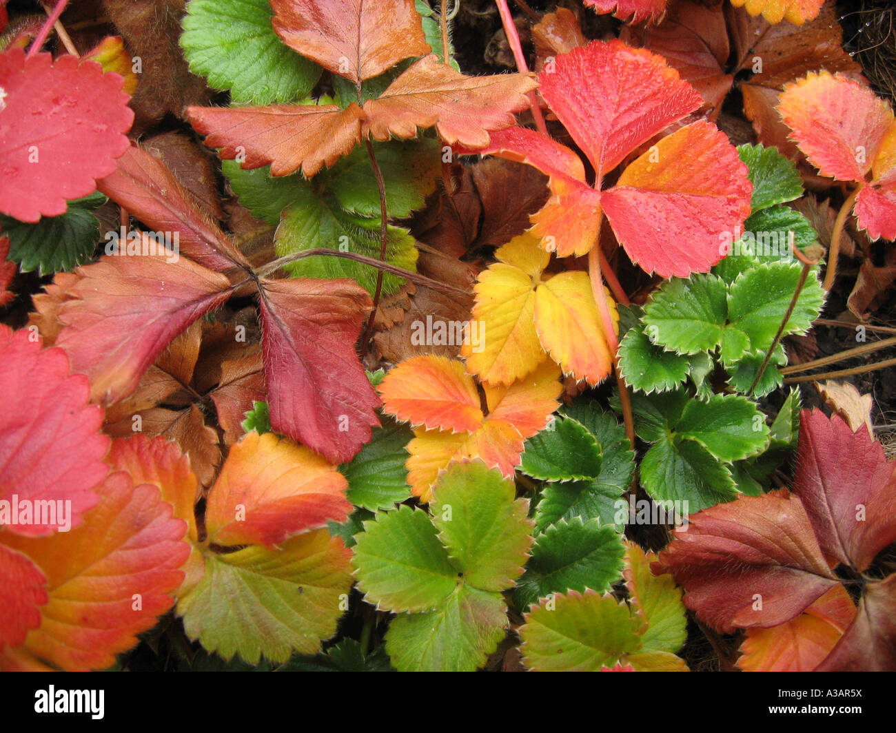 Strawberry leaves in autumn fall with bright colours Stock Photo - Alamy