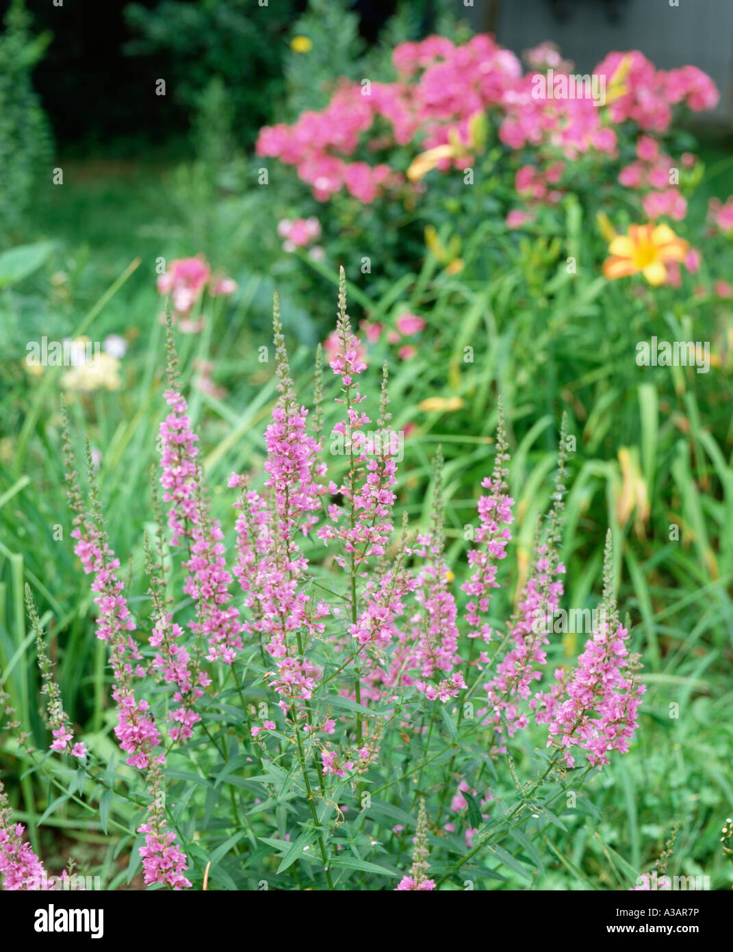 Pink Goats Beard Flower Plant in Bloom Stock Photo - Alamy