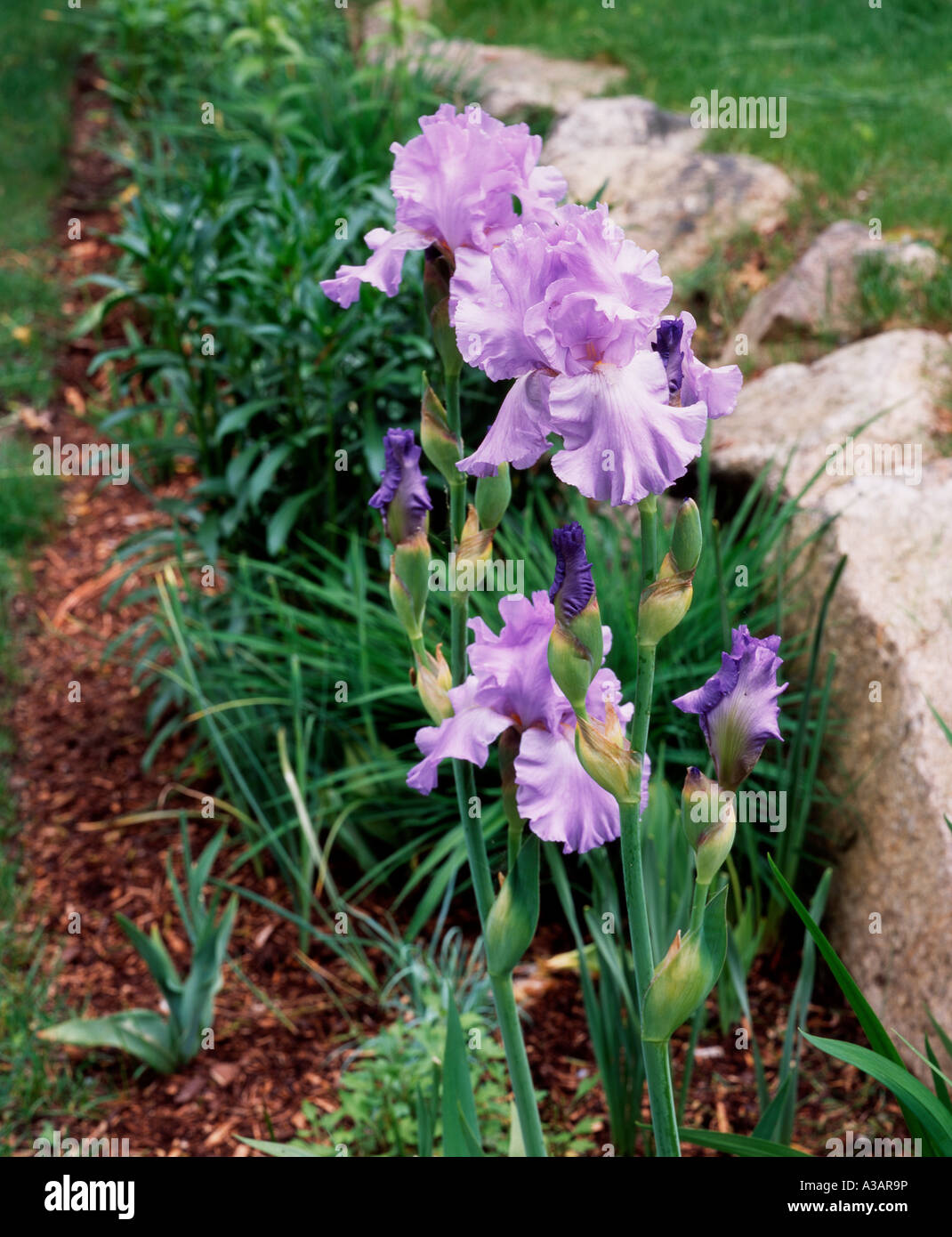 Beautiful Bearded Iris Flower Plant in Full Bloom and with Buds in rock ...