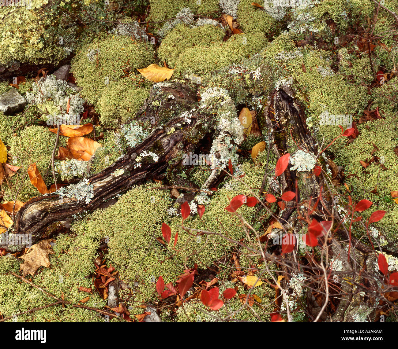 Lichen Fungus on Rotted Tree Branch Stock Photo - Alamy