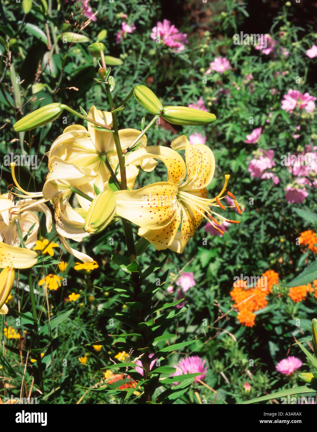 Beautiful lily buds hi-res stock photography and images - Alamy