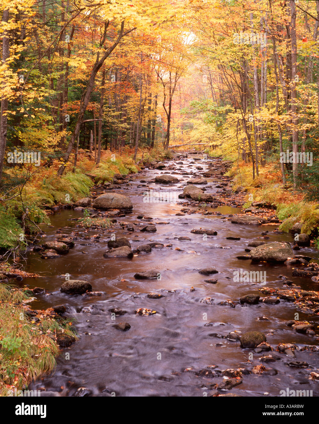 Beautiful & Tranquil Autumn Stream in the Woods in Stratton Vermont New ...