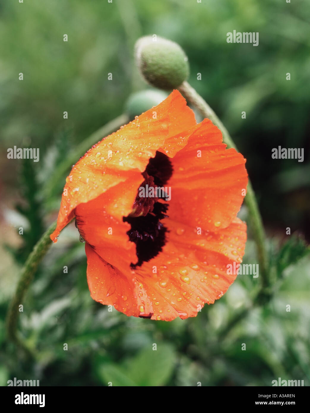Orange Poppy, Papaver Orientale, in Full Bloom Stock Photo - Alamy