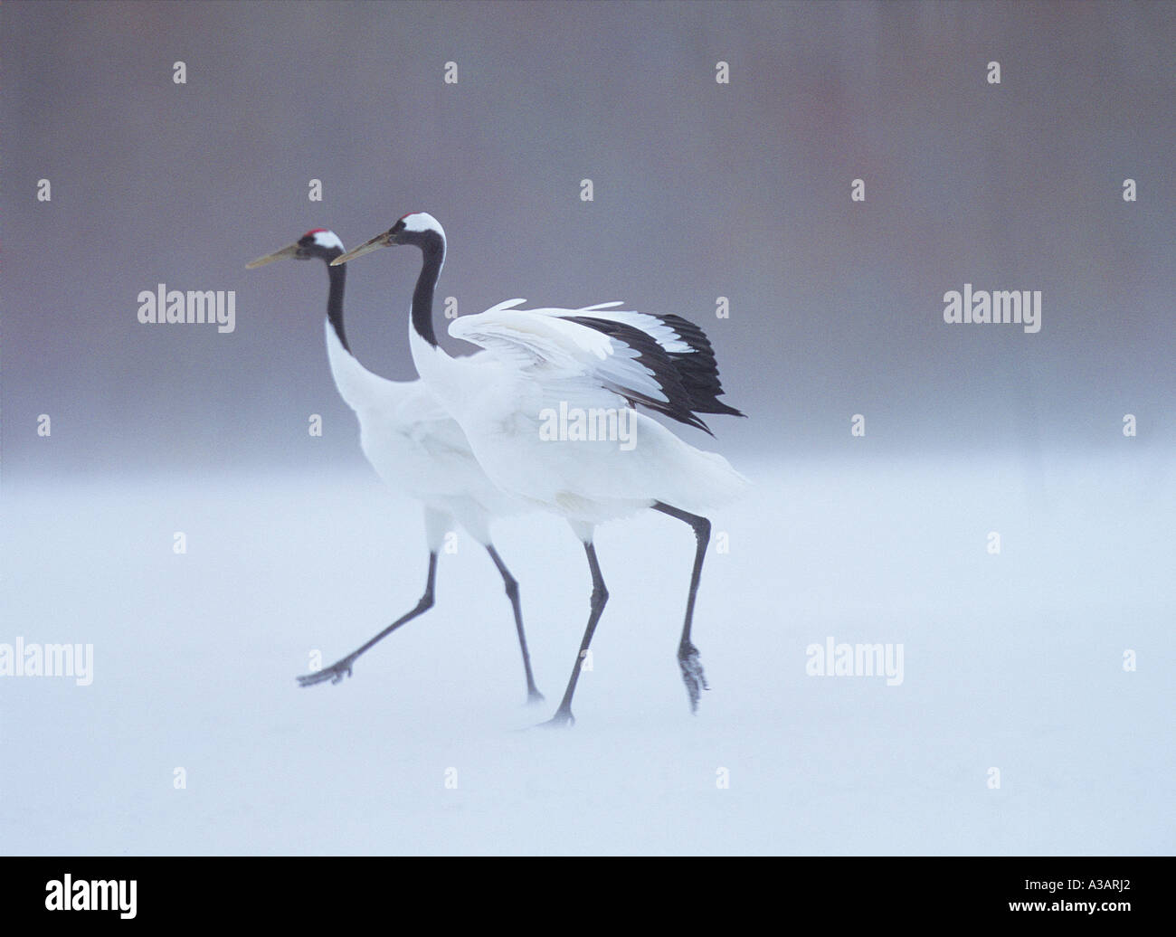 Female w hi-res stock photography and images - Alamy