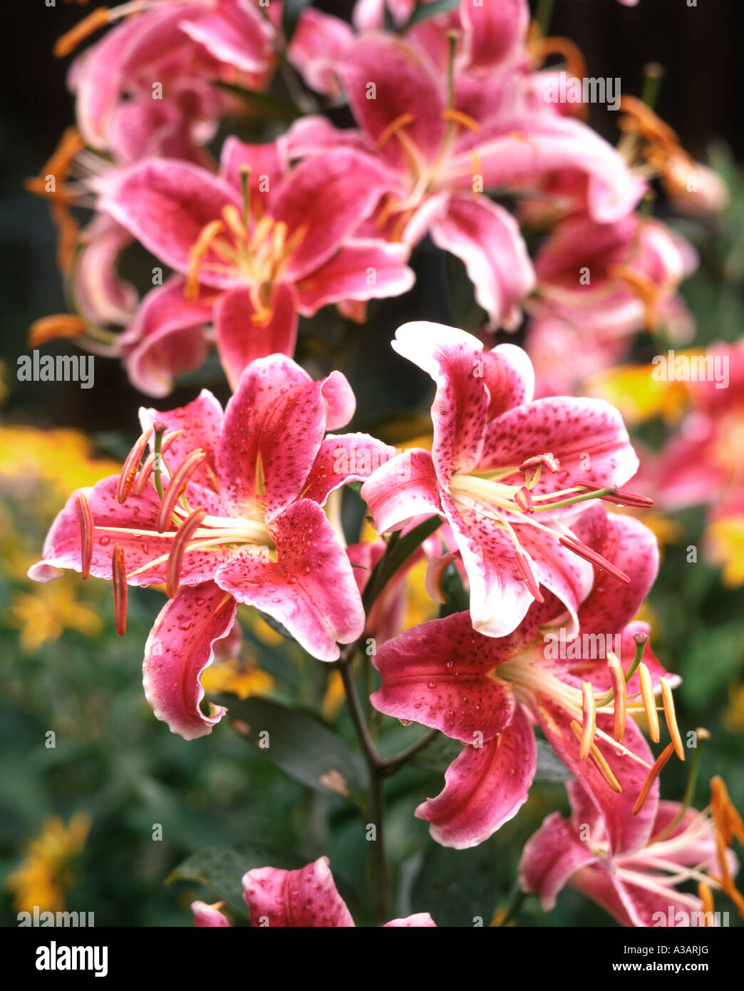 Oriental Lilies Bloom Time at Agnes Hendricks blog