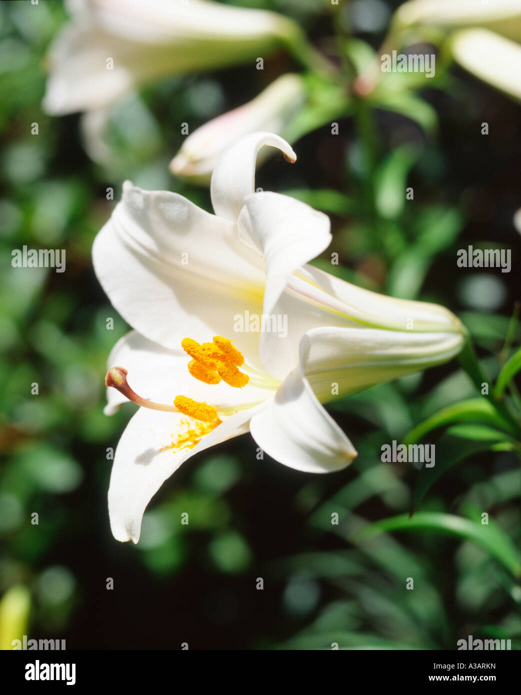 Beautiful White Lily, lilium, in full Bloom in Garden Stock Photo - Alamy