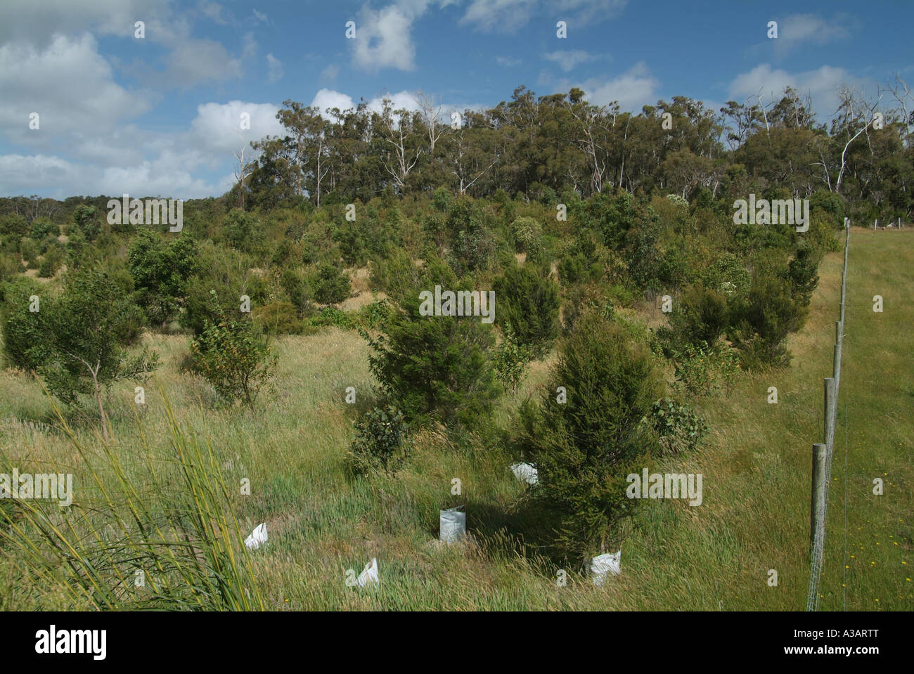 Carbon offset planting High Resolution Stock Photography and Images - Alamy