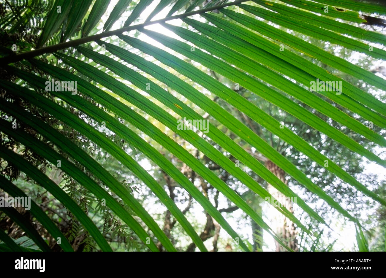 Nikau Palm Leaf Rhopalostylis sapida Karekare Auckland Region North ...