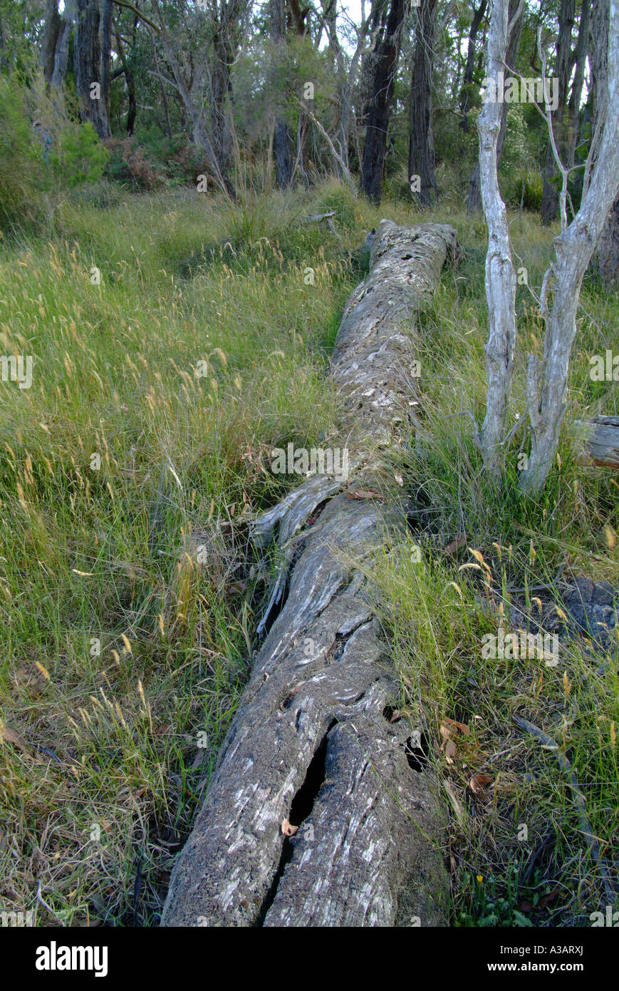 log habitat in dry forest Stock Photo - Alamy
