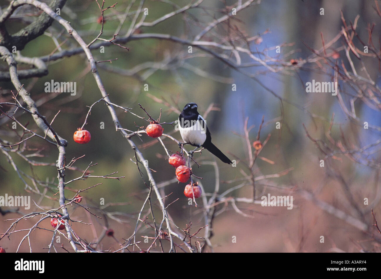 Persimmon bird hi-res stock photography and images - Alamy
