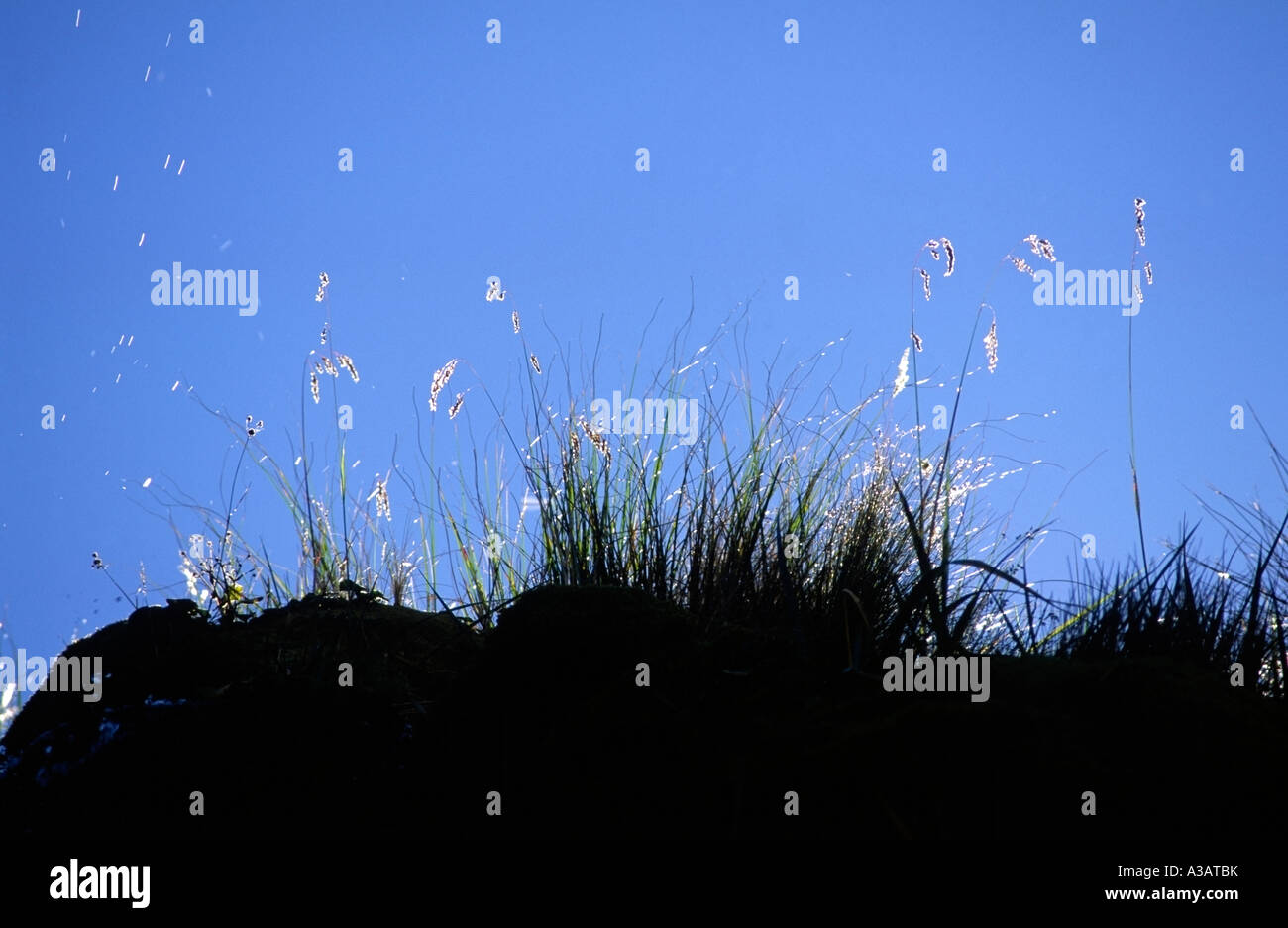 Water Drops Falling over Grass in Sunshine Stock Photo - Alamy