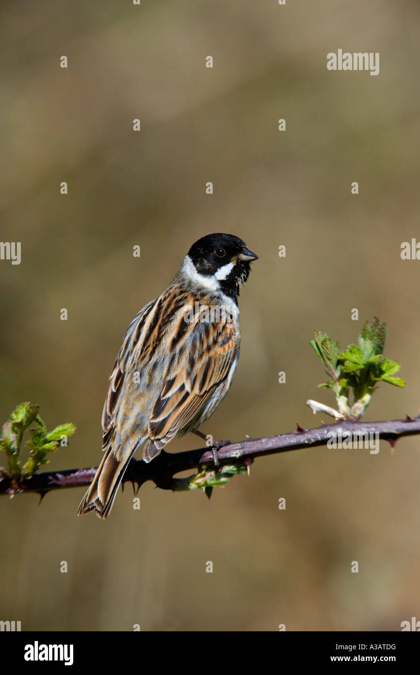 Reed bunting Emberiza schoeniclus perched on bramble looking alert with ...