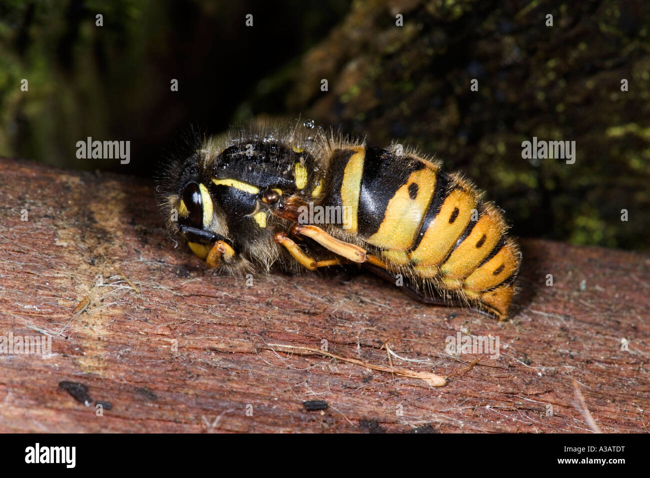 Wasp Vespula vulgaris hibernating under nest box lid potton ...