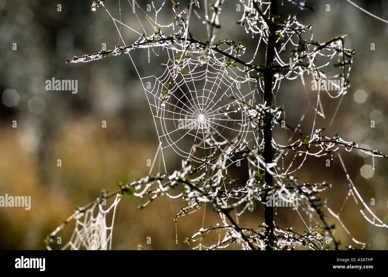 Dewy Spider Web in Morning Light Westland Tai Poutini National Park ...
