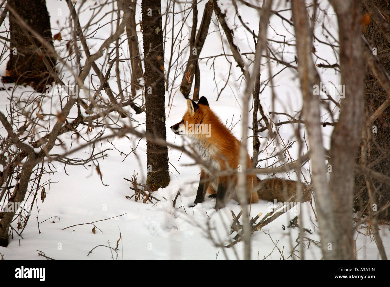 Red fox in forest photo and image hi-res stock photography and images ...
