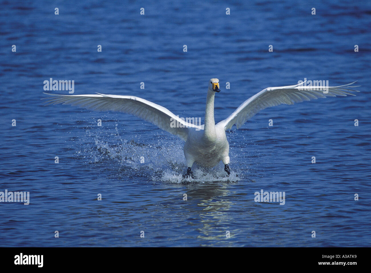 Swan birds hi-res stock photography and images - Alamy